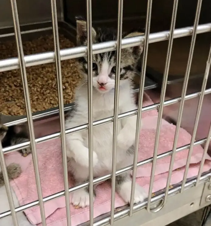 Volunteers Helped A Mother Cat To Rest As Her Restless Multi-Toed ...