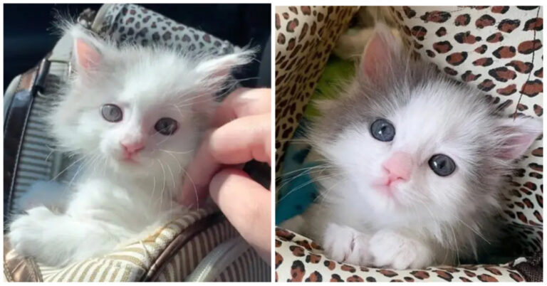 A Timid Kitty With A Palm Showed Courage And A Want To Surviive – TopMedia