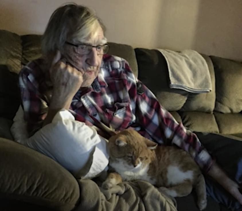 After Spending Nine Winters Outside A Three Leggend Stray Cat Now Has ...