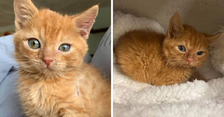 A Kitten With A Bent Head Fiinds ITs Way Into The Hearts of Famiily ...