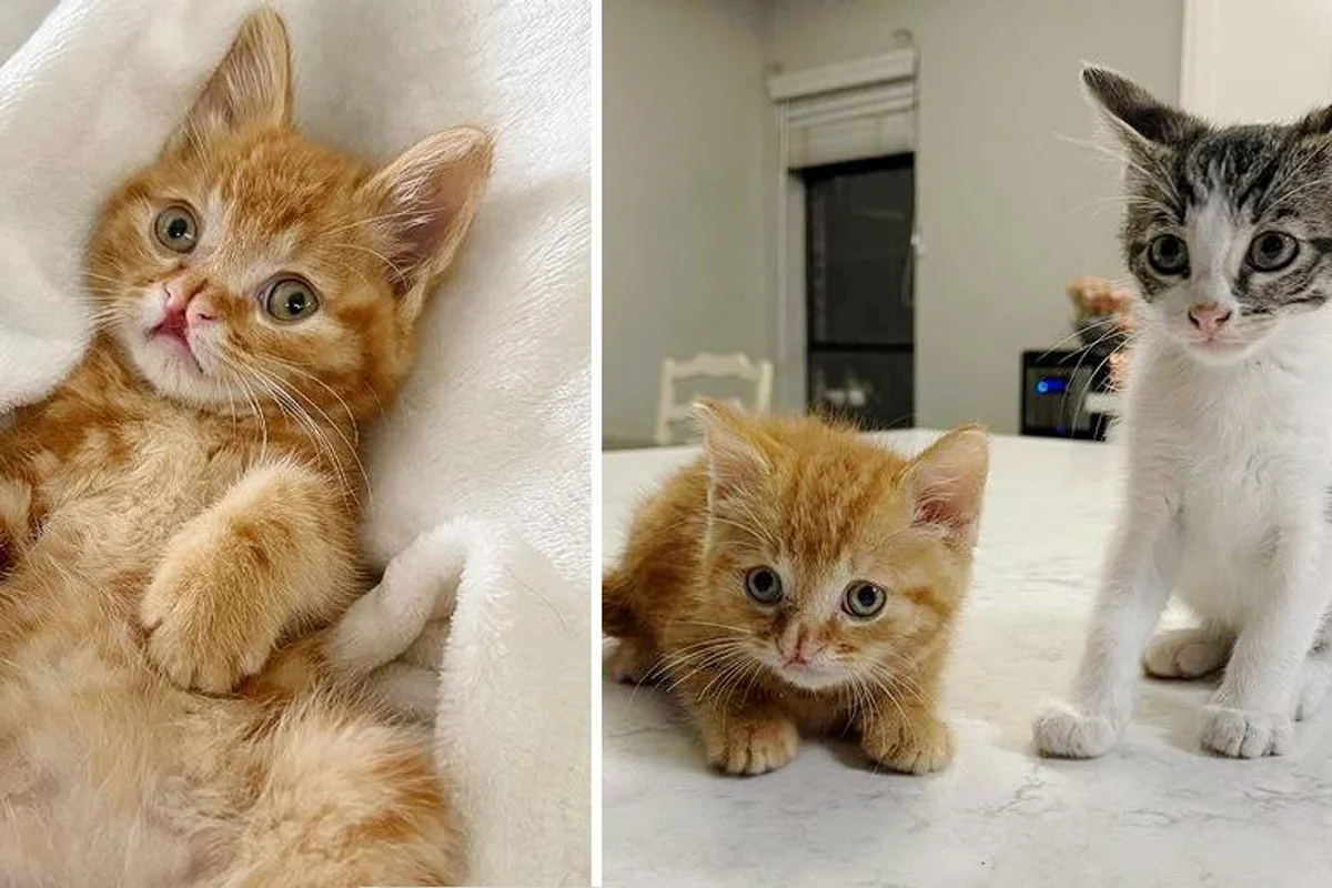 Kitten Can’t Contain His Excitement After Being Found, Now Has Perfect ...