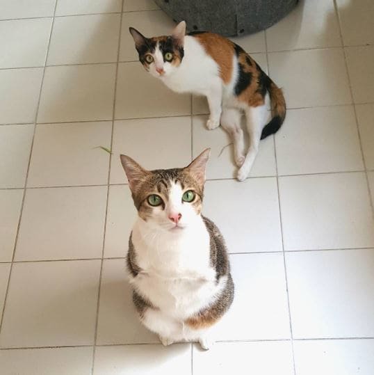 Siblings Of Disabled Kittens Show That Love Makes Everything Possible ...