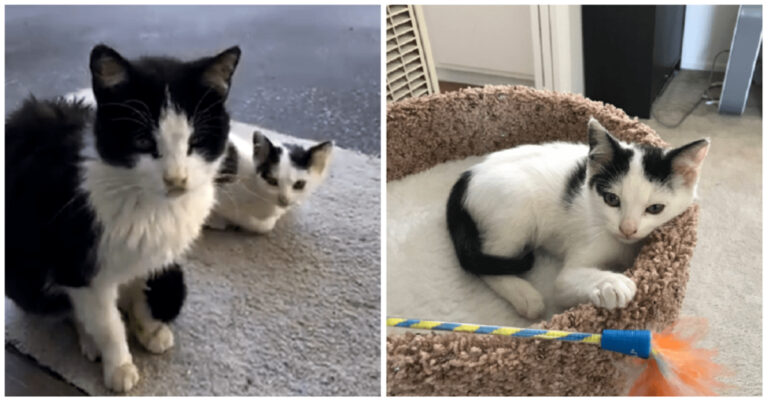 After A Kind Couple Fed A Stray Cat She Returned With Her Adorable ...