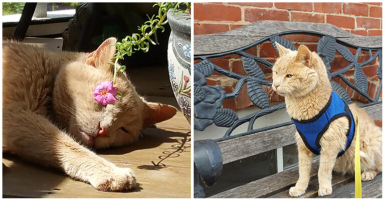 Woman Adopts 21-Year-Old Cat Abandoned By Owner To Give Hiim Best ...
