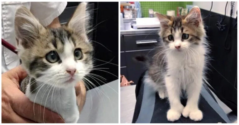 It Used To Be An Unhappy Ill Cat With Extra Fingers But Today It Is A ...