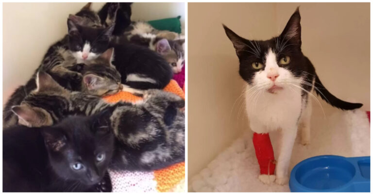 A Woman Had Gone For A Walk With Her Dog She Discovered A Bag With 9 ...