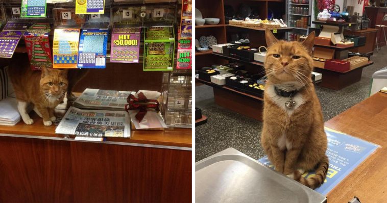 Ginger Kitty has Been Working As A Shopkeeper For More Than 10 Years ...