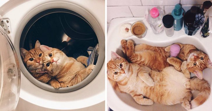 Two Ginger Brothers Discovered In A Garden Have Been Together Since Day ...