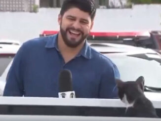 Cat Interrupts News Segment Leaving Reporter Laughing Crazily – TopMedia