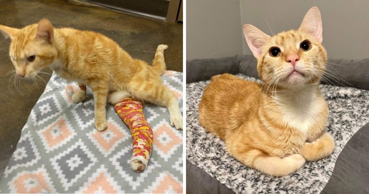 A Cat Hit By A Car Loses A Leg But Gains Hope And He Longs For ...
