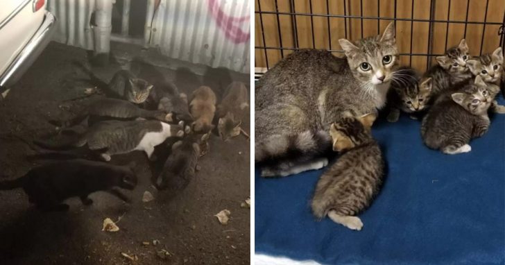 One Night A Man Feeds Stray Cats And He Ends Up Rescuing Over A ...
