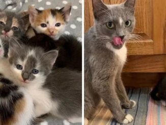 The Skinny Cat Was Sick and Limping But Did Not Abandon Her Helpless ...