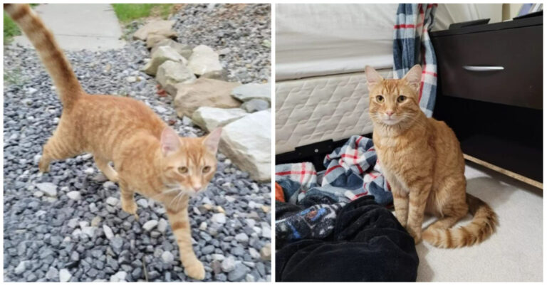 Brilliant Cat Journeys 40 Miles Over Two Months To Find Missing Famiily ...