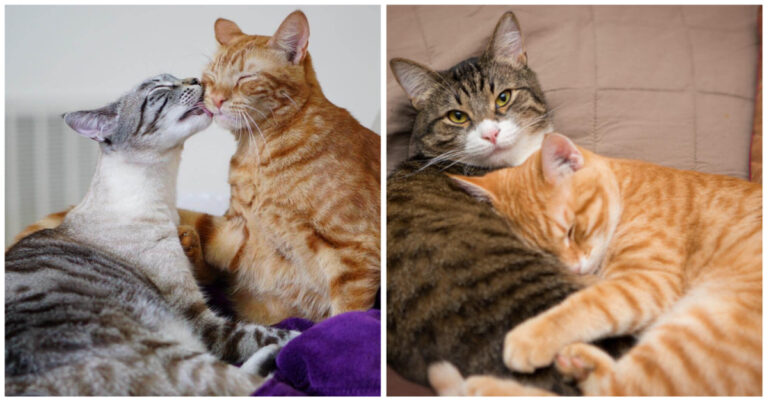 Adorable Cats Can’t Stop Showing How They Love Each Other After A Few ...
