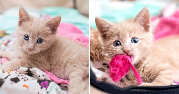 Woman Saves Kittens With Paralysis And Transforms Their Lives Forever ...