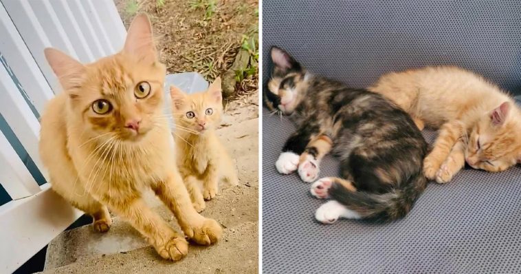 A Stray Mother Cat Brings Her Kittens To A Woman She Believes In – TopMedia