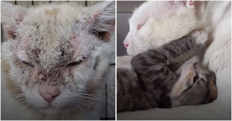 Grumpy Senior Feral Cat Discovers Tiny Kittens Are His True Love – TopMedia