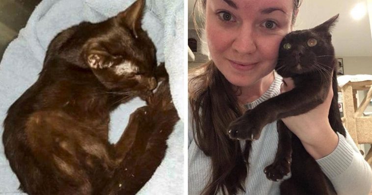 From The Rescuers Is Found The Rare Brown Cat Mistreated For Years ...