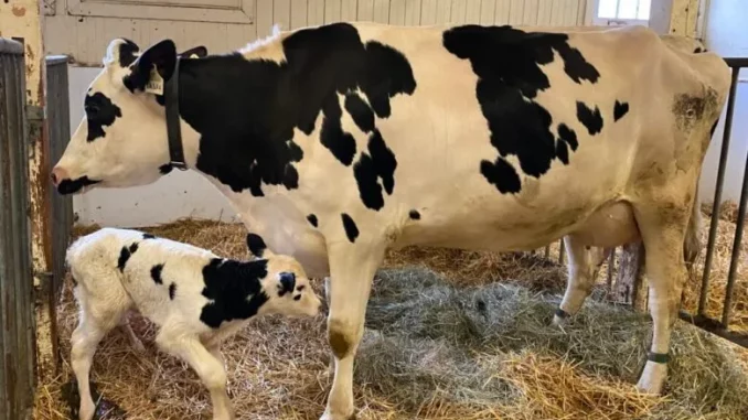 Farmers Were Shocked When They Saw What The Cow Gave Birth To – TopMedia