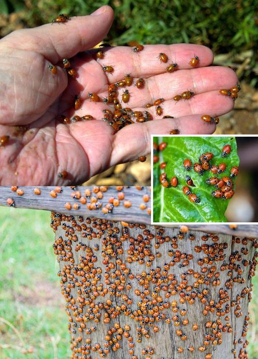How to Attract Thousands of Ladybugs to Your Garden, Keep Them There ...